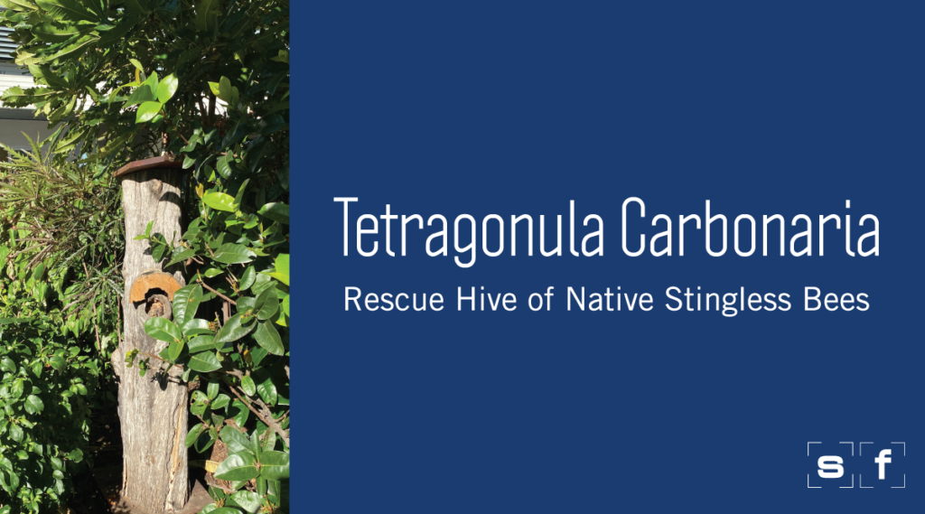 Meet the team - native stingless bees - Spaceframe Design + Construct ...